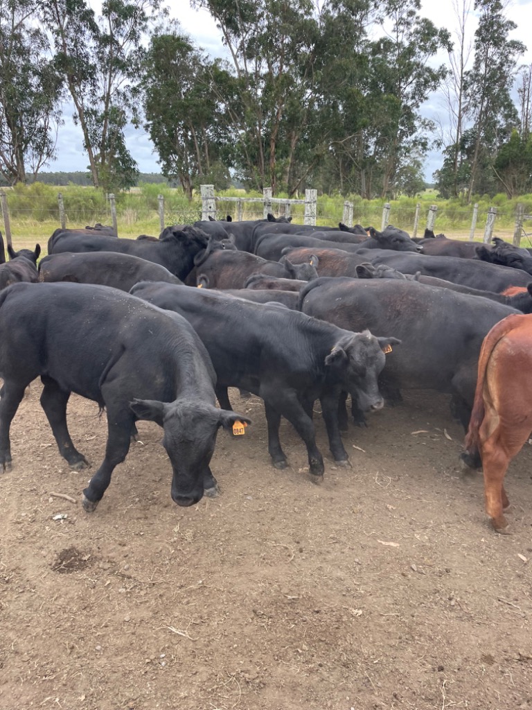 Lote de Terneros más de 180 kg con 35 cabezas. Peso PRO: 200 - Clase ...