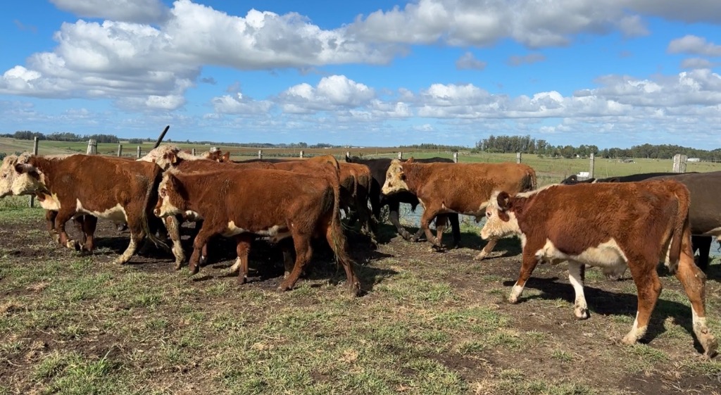 Lote de Terneros más de 180 kg con 20 cabezas. Peso PRO: 270 - Clase: B ...