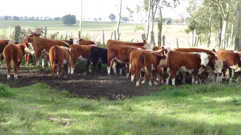 Lote de Terneros 141 a 180 kg con 27 cabezas. Peso PRO: --- - Clase ...