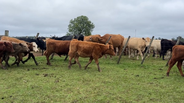 Lote de Piezas de cría con 186 cabezas. Peso PRO: 385 - Clase: B ...