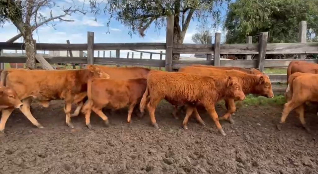 Lote de Terneros más de 180 kg con 56 cabezas. Peso PRO: 190 - Clase ...
