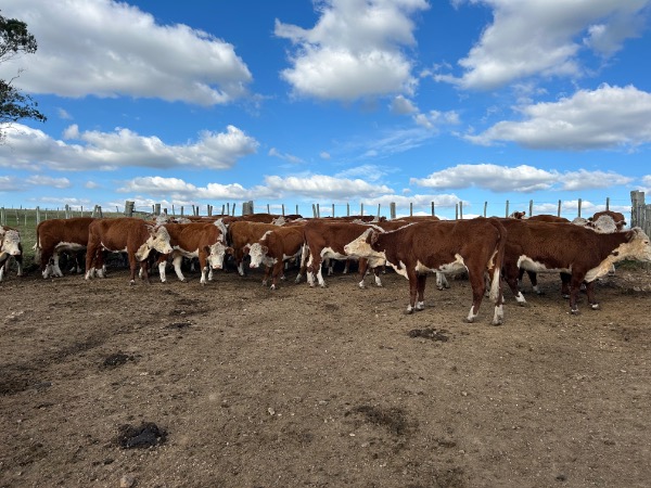 Lote de Vacas de invernada con 44 cabezas. Peso PRO: 421 - Clase: MB ...