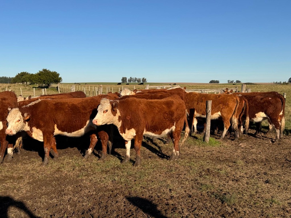 Lote de Vientres preñados con 24 cabezas. Peso PRO: 468 - Clase: MB ...