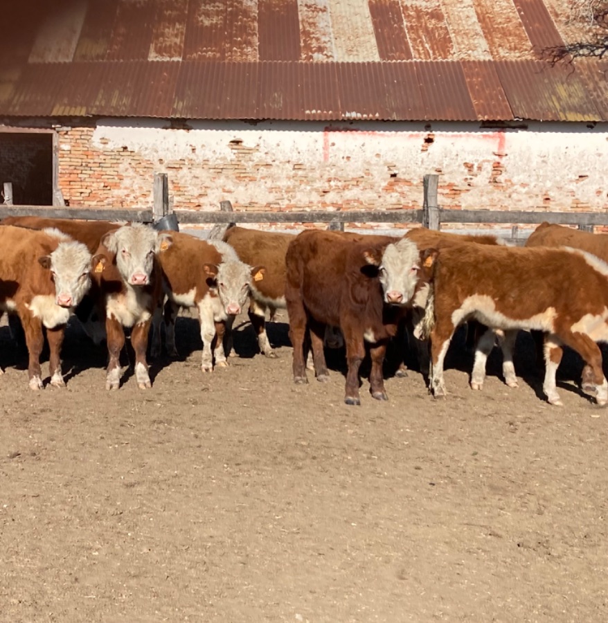 Lote de Terneros 141 a 180 kg con 22 cabezas. Peso PRO: 176 - Clase: MB ...