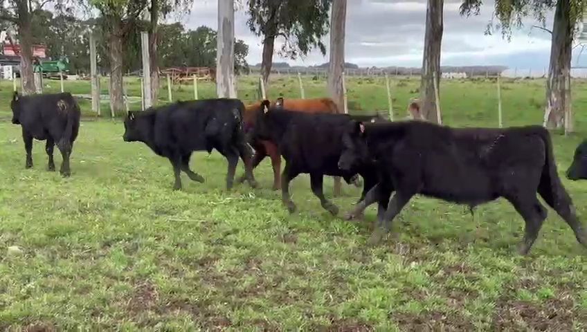 Lote de Terneros más de 180 kg con 100 cabezas. Peso PRO: 235 - Clase ...