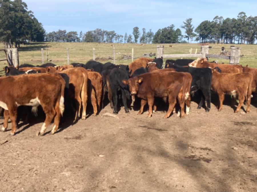 Lote de Terneros 141 a 180 kg con 50 cabezas. Peso PRO: 141 - Clase ...