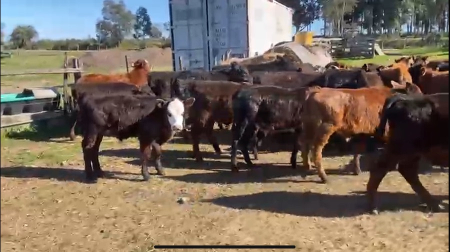 Lote de Terneros hasta 140 kg con 70 cabezas. Peso PRO: 132 - Clase ...
