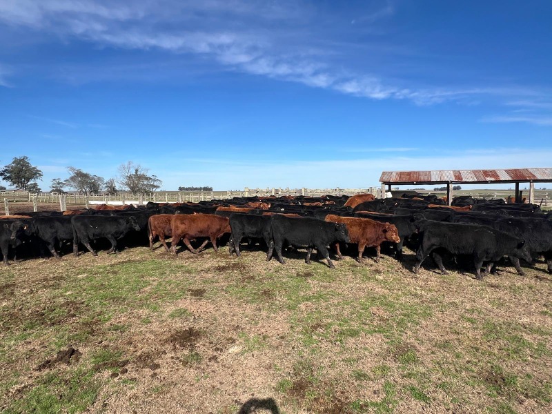 Lote de Terneros más de 180 kg con 148 cabezas. Peso PRO: 237 - Clase ...