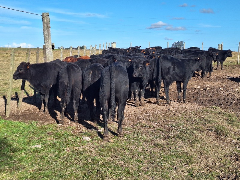 Lote de Terneros más de 180 kg con 60 cabezas. Peso PRO: 186 - Clase ...