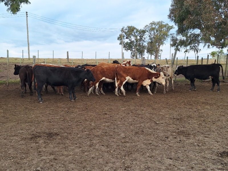 Lote de Vacas de invernada con 20 cabezas. Peso PRO: 358 - Clase: BMB ...