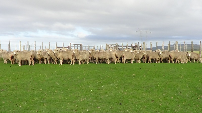 Lote de Borregas 4 a 6 dientes con 123 cabezas. Peso PRO: 45 - Clase ...