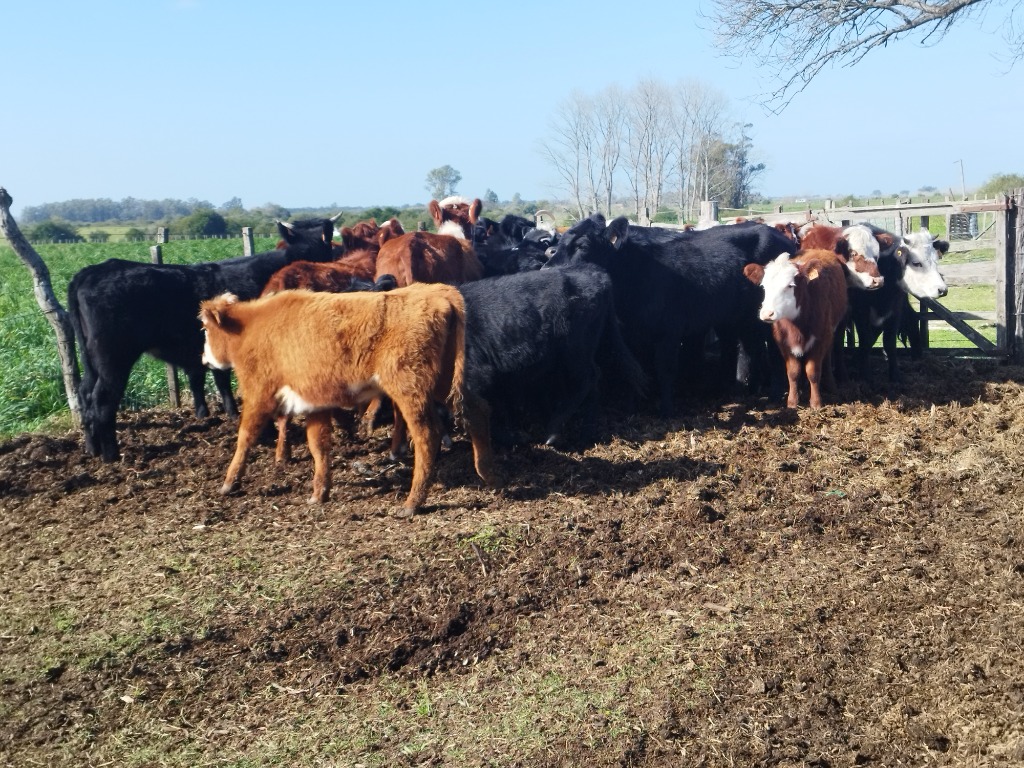 Lote de Terneros/as con 35 cabezas. Peso PRO: 184kg - Clase: B - Estado: B