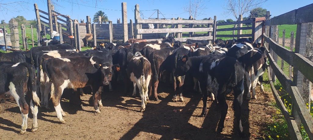 Lote de Terneros Holando con 38 cabezas. Peso PRO: 123kg - Clase: B ...