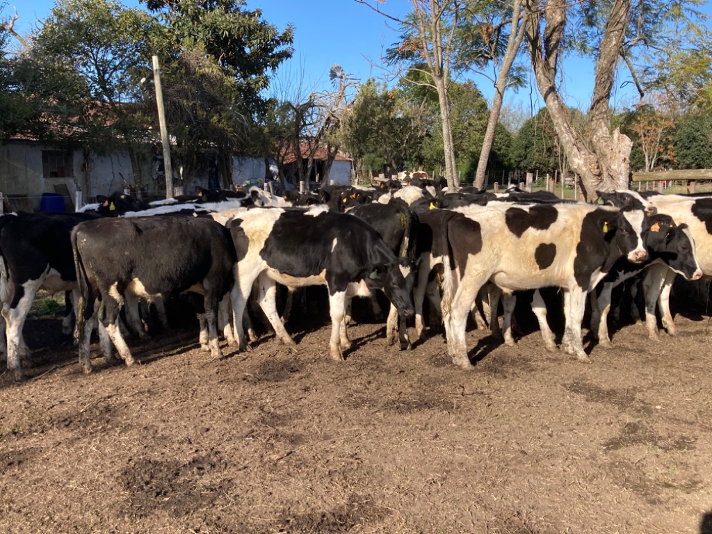 Lote de Novillos 1 a 2 - Holando con 50 cabezas. Peso PRO: 278kg ...