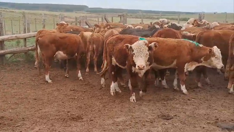 Lote de Terneros más de 180 kg con 47 cabezas. Peso PRO: 226 - Clase: B ...