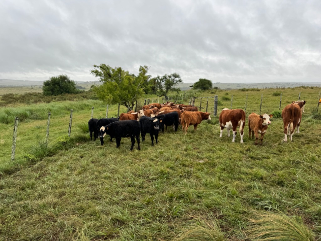 Lote de Terneros/as con 30 cabezas. Peso PRO: --- - Clase: BMB - Estado ...