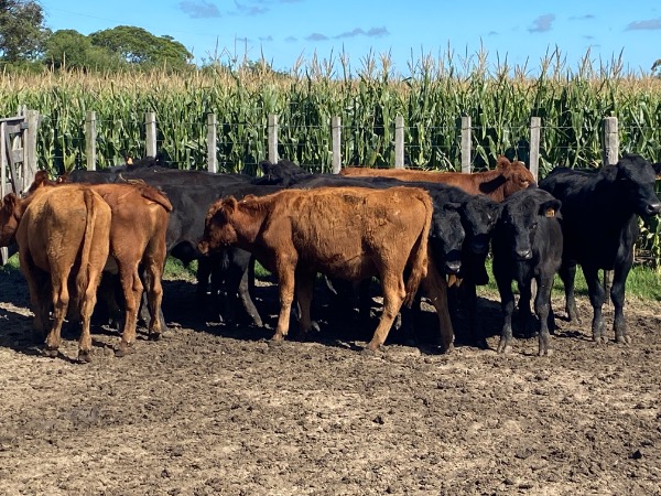 Lote de Terneros más de 180 kg con 15 cabezas. Peso PRO: 208 - Clase ...