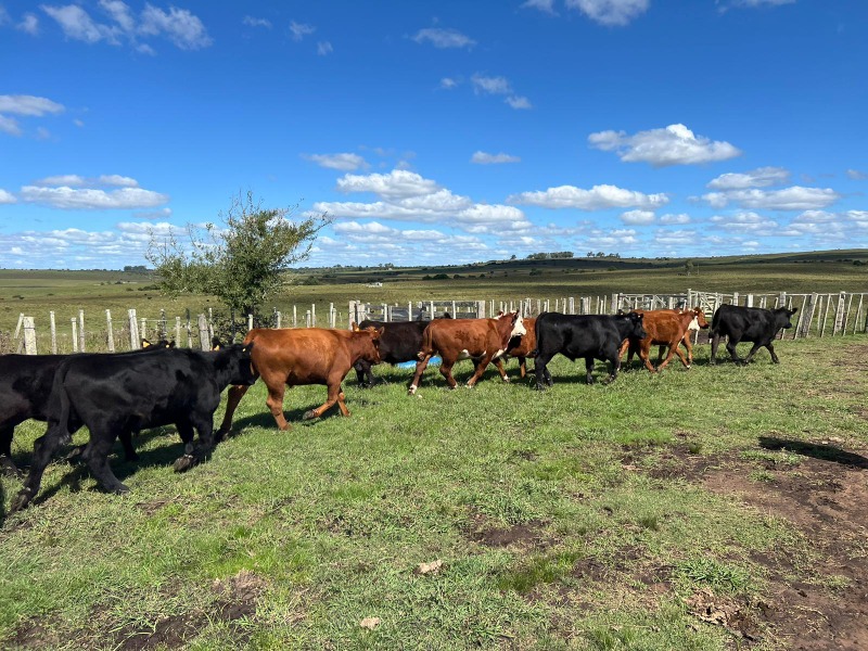 Lote de Novillos 1 a 2 años con 15 cabezas. Peso PRO: --- - Clase: MB ...