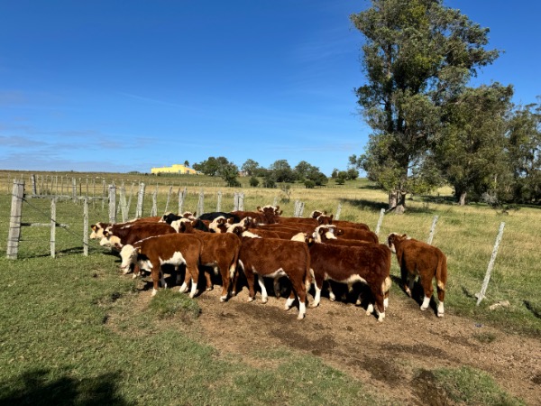Lote de Terneros 141 a 180 kg con 27 cabezas. Peso PRO: 175 - Clase: MB ...